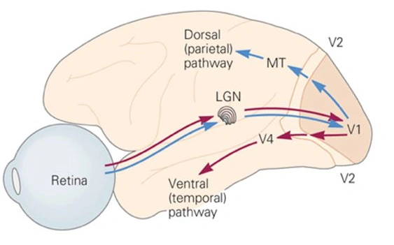 Visual pathway | Brain for ai Wiki | Fandom