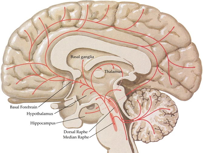 Serotonergic system | Brain for ai Wiki | Fandom