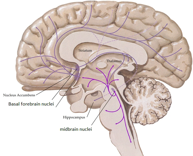 Cholinergic system | Brain for ai Wiki | Fandom