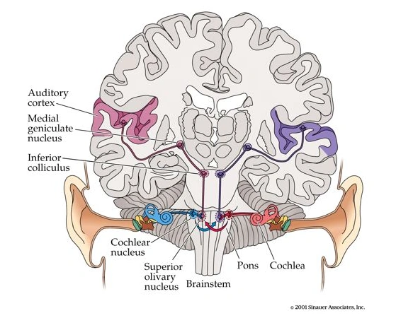Auditory pathway | Brain for ai Wiki | Fandom