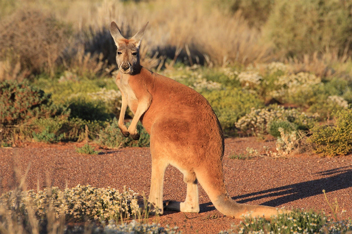 Red Kangaroo | Brand New Animals Wiki | Fandom