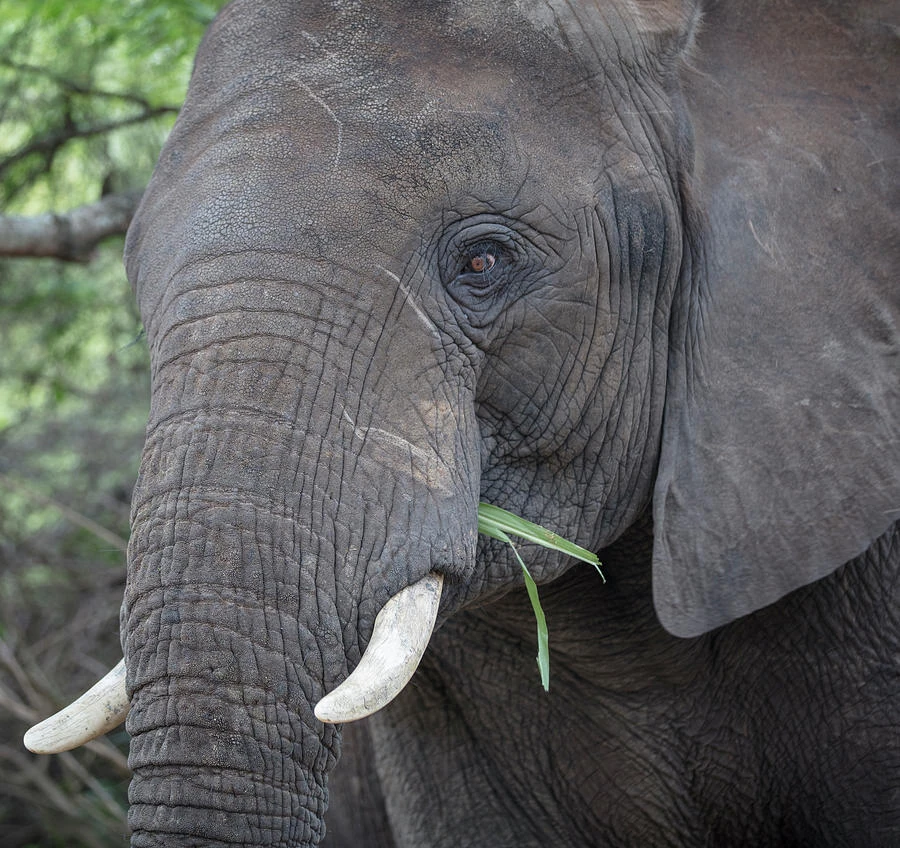 River (Elephant) | Bravelands Wiki | Fandom