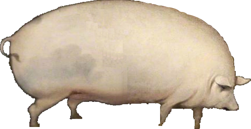 Younger pig | Brother, may I have some oats? Wiki | Fandom