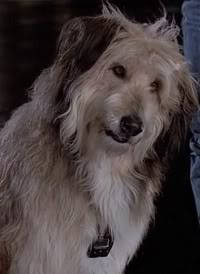 Einstein | Futurepedia | Fandom