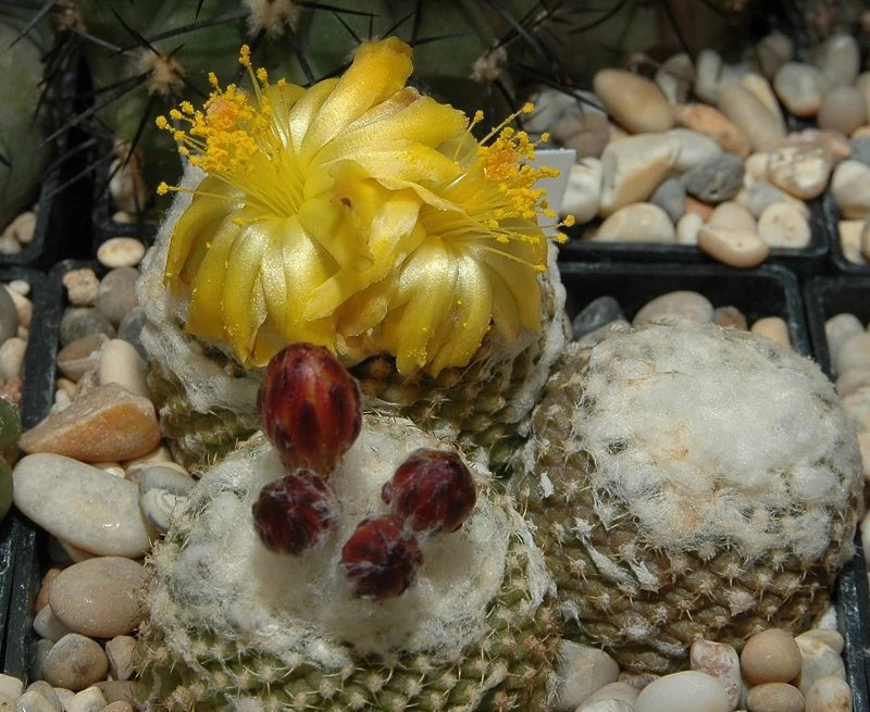 Copiapoa laui | Cactus Wiki | Fandom
