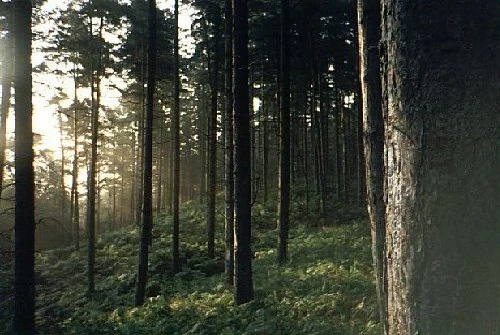 Cormanthor | World Wiki | Fandom