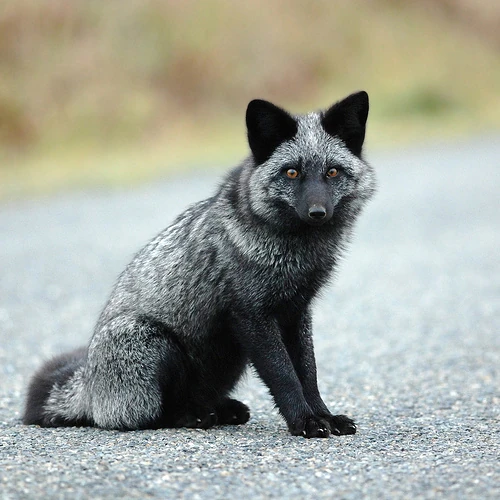Russian Domesticated Siberian Silver Fox | Canid Wiki | FANDOM powered ...