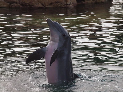 Capricorn | Captive Cetacean Wiki | Fandom