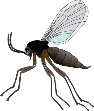 Gnat | Carmen (animated & live action) Wiki | FANDOM powered by Wikia