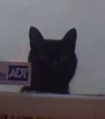 Mr. Blik | Catscratch Wiki | Fandom