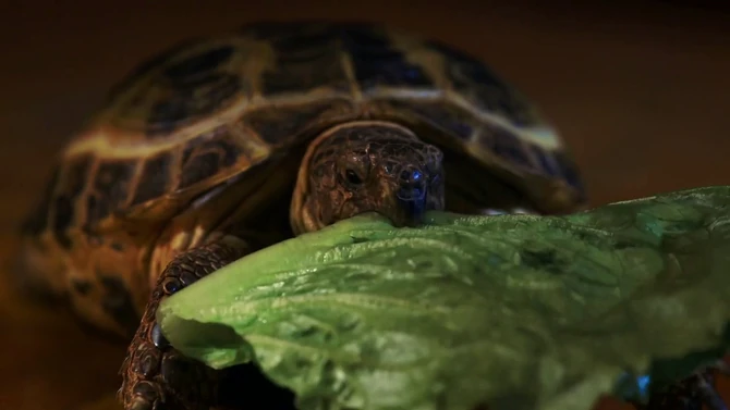 Clyde | Elementary Wiki | Fandom