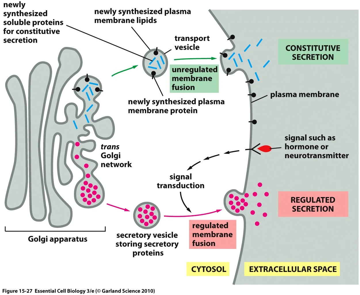 Sekretion | Cellebiologi Wiki | FANDOM powered by Wikia