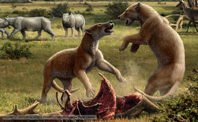 Amphicyonid | Cenozoic era Wiki | FANDOM powered by Wikia
