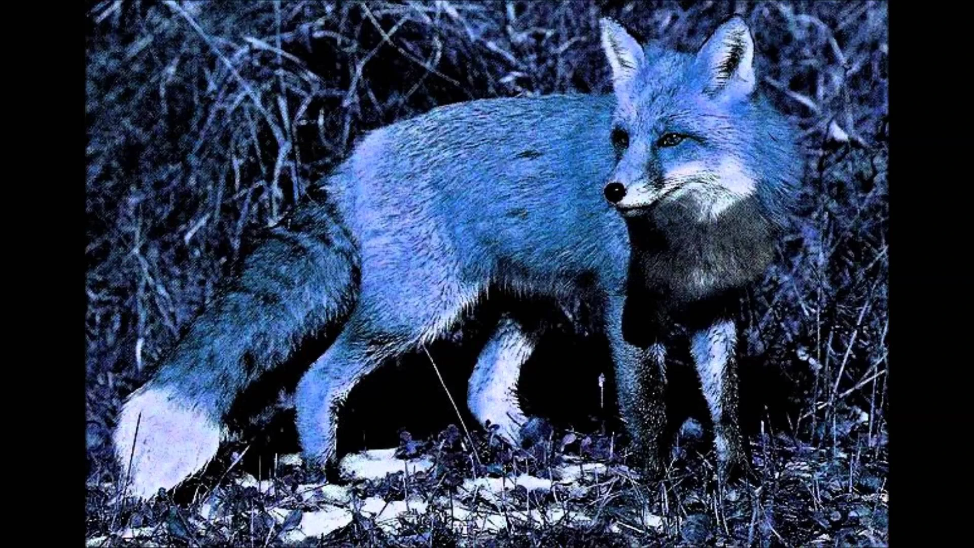 Image - Midnight fox.jpg | Community Central | FANDOM powered by Wikia