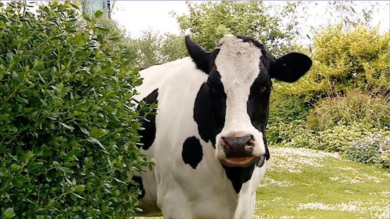 Madame Moo Moo | Fictional Characters Wiki | Fandom