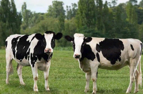 Bitsy and Betsy | Charlotte's Web Wiki | Fandom