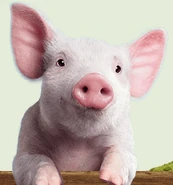 Wilbur | Charlotte's Web Wiki | Fandom