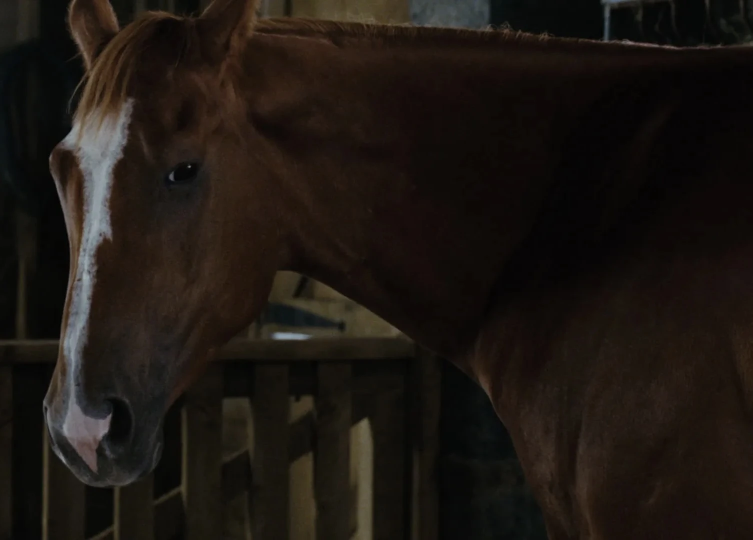 Ike | Charlotte's Web Wiki | Fandom