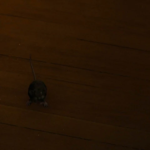 First Rat Demon | Charmed Wiki | Fandom