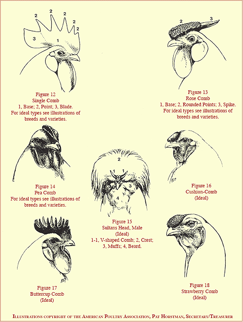 Comb | Chicken Wiki | Fandom