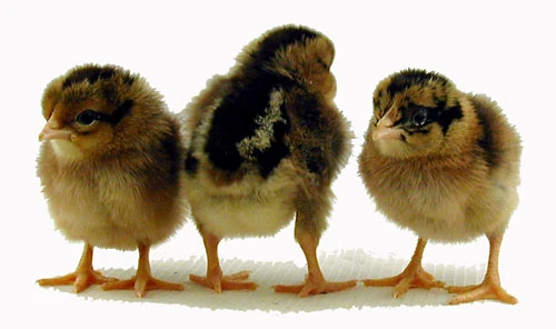 Chick | Chicken Wiki | FANDOM powered by Wikia