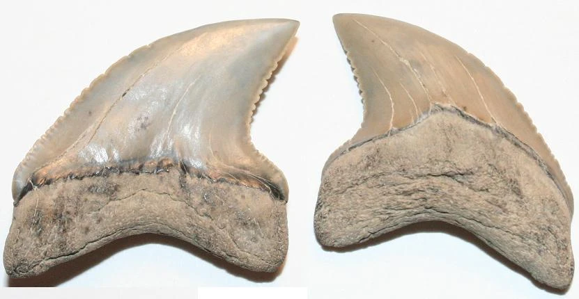 Alopias grandis | Chondrichthyes Wiki | Fandom