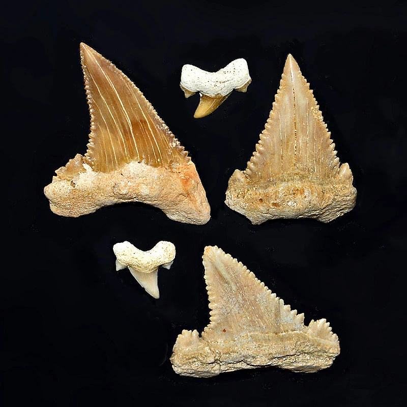 Palaeocarcharodon | Chondrichthyes Wiki | Fandom