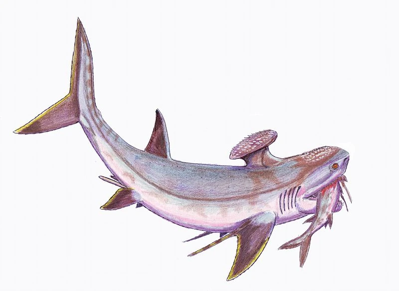 Stethacanthus | Chondrichthyes Wiki | FANDOM powered by Wikia