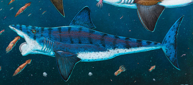 Helicoprion | Chondrichthyes Wiki | Fandom