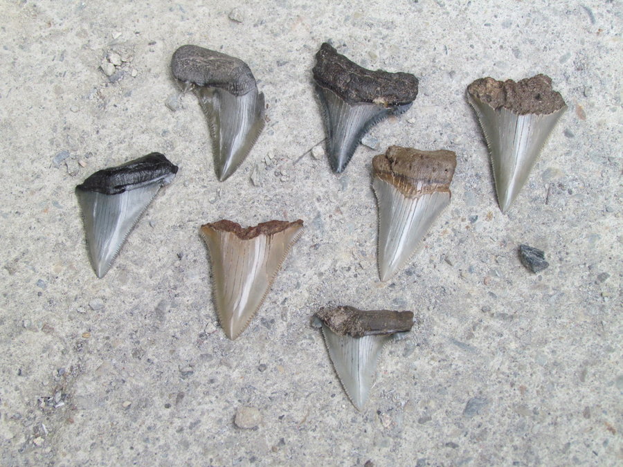 Carcharocles Angustidens Chondrichthyes Wiki Fandom