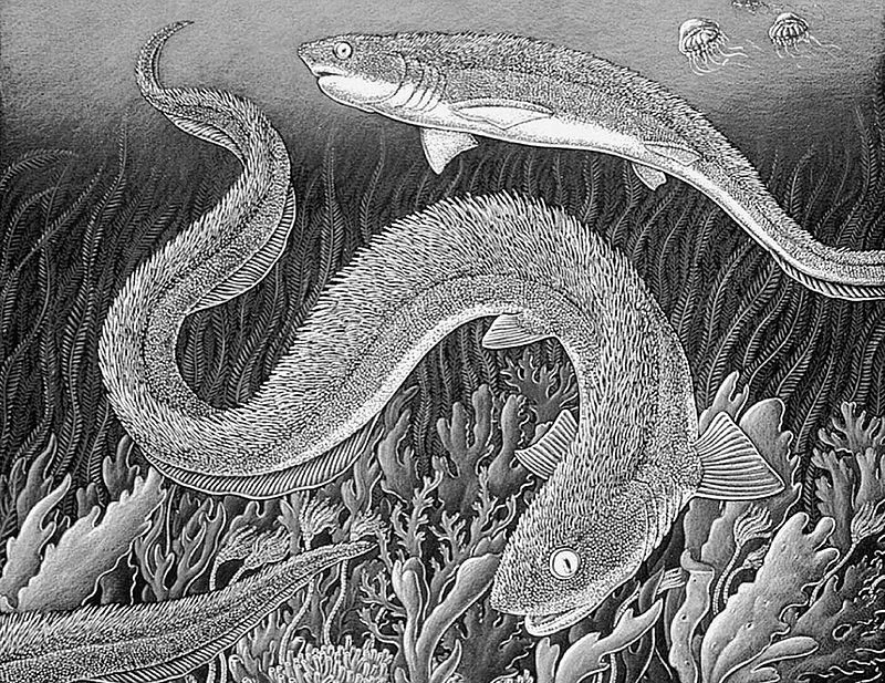 Listracanthus | Chondrichthyes Wiki | Fandom