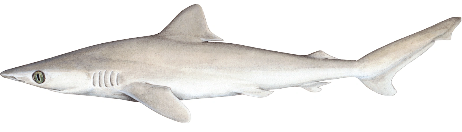 Lost shark | Chondrichthyes Wiki | Fandom