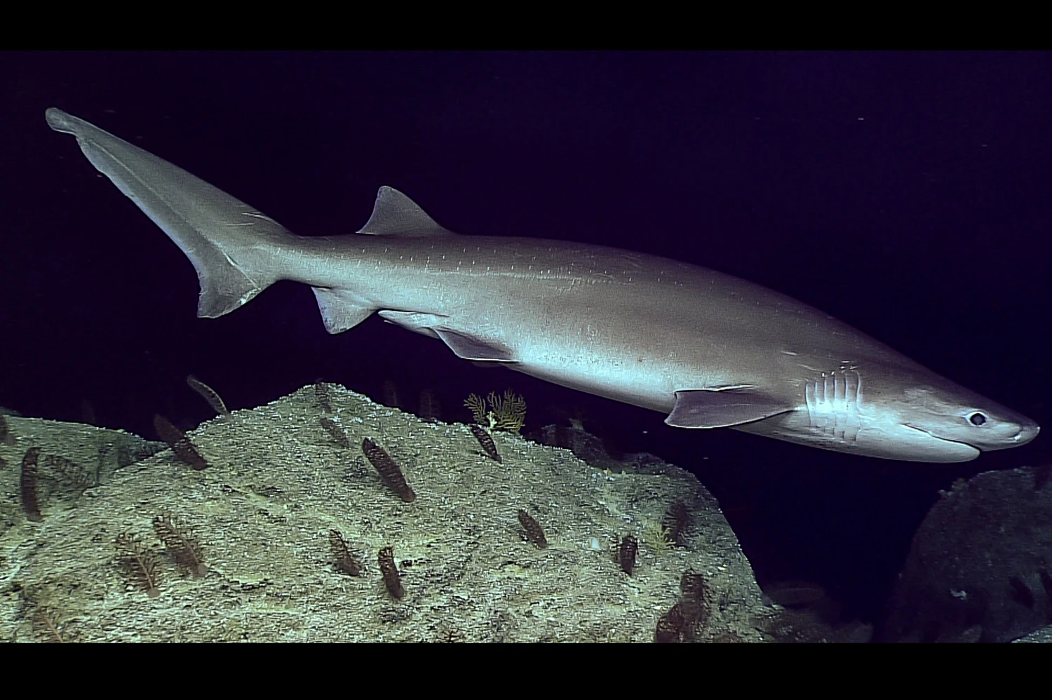 Bluntnose sixgill shark | Chondrichthyes Wiki | Fandom