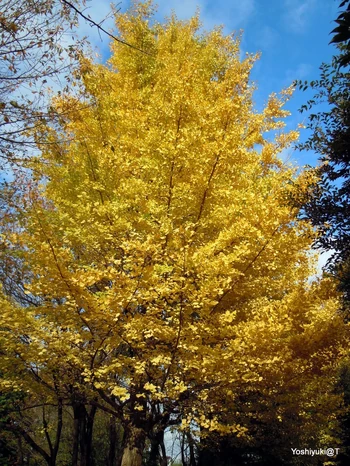 Amberwood Tree | Chronicles of Arn Wiki | Fandom