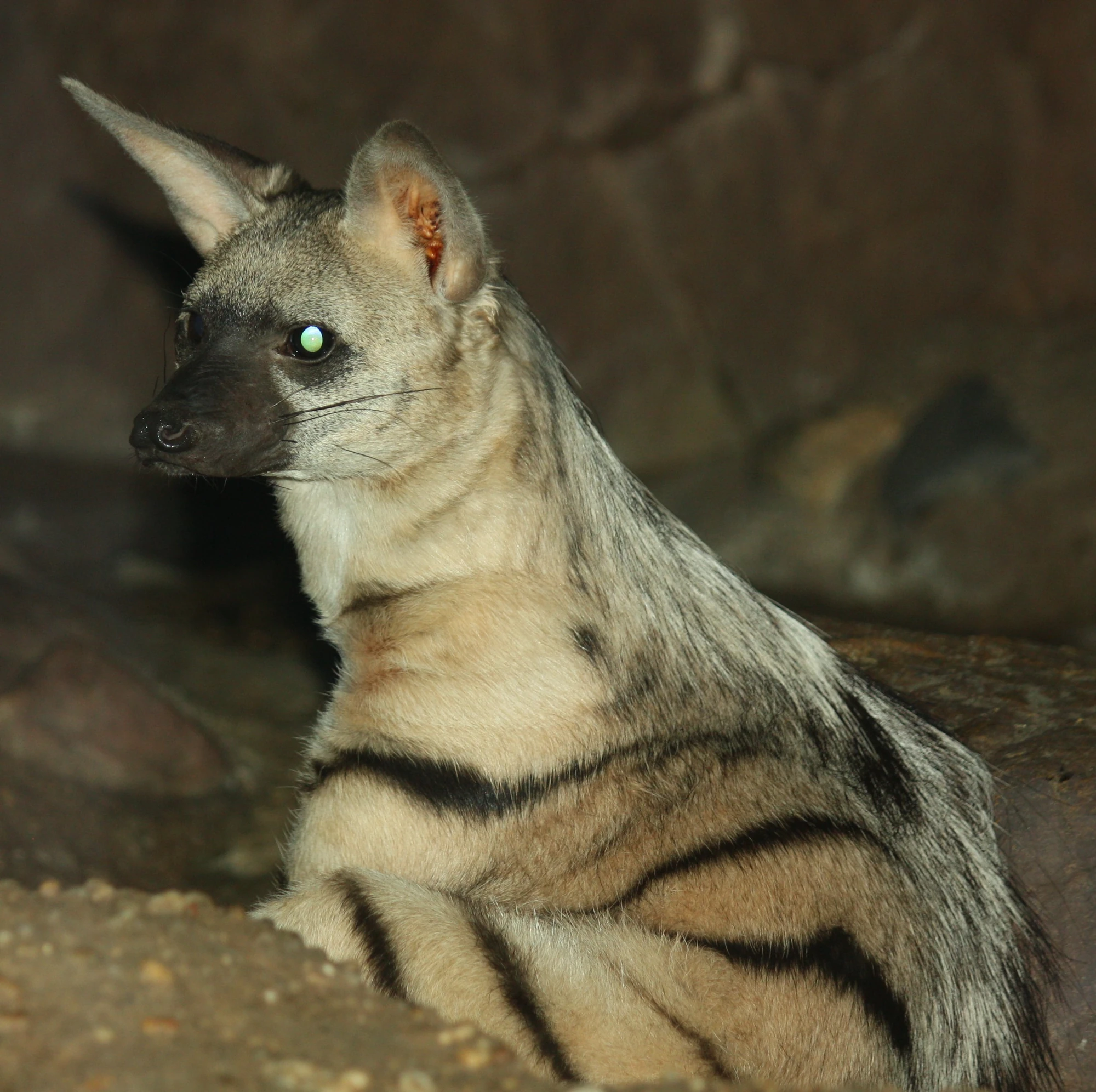 Aardwolf | Cincinnati Zoo and Botanical Garden Wiki | Fandom
