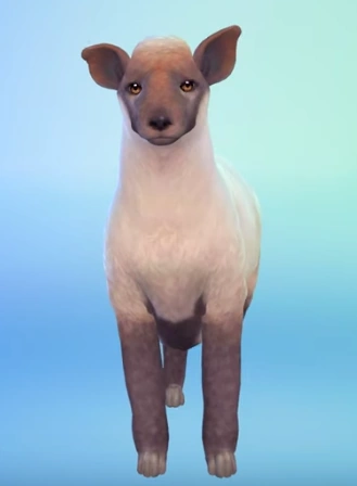 Buttercup (Sheep) | Clare Siobhan Sims 4 Wiki | Fandom