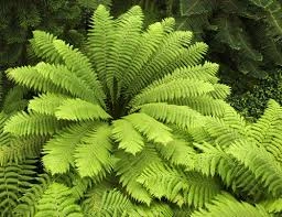 Tracheophyta | Classification of Organisms Wiki | Fandom