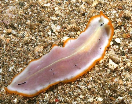 Platyhelminthes | Classification of Organisms Wiki | Fandom