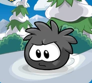 Black Puffle | Club Penguin Wiki | FANDOM powered by Wikia