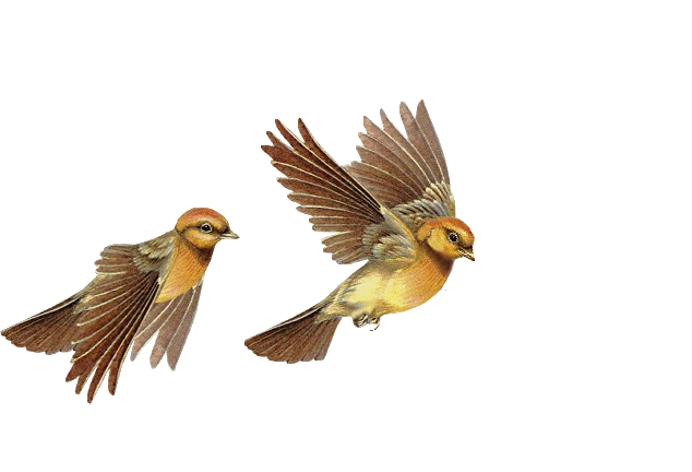 Imagen - Dos aves volando.gif | Club Penguin Wiki | FANDOM powered by Wikia