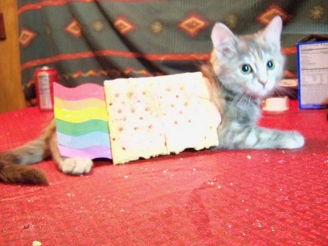 Image - Nyan Cat real life.jpg | Club Penguin Wiki | FANDOM powered by ...