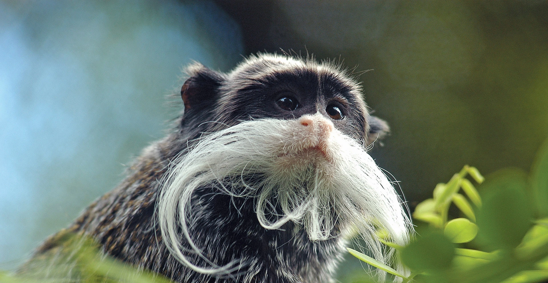 Emperor Tamarin | Cartoon Network Animals Wiki | Fandom
