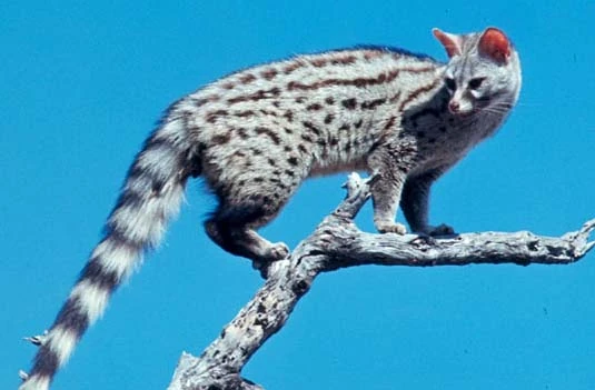 Common Genet | Cartoon Network Animals Wiki | Fandom