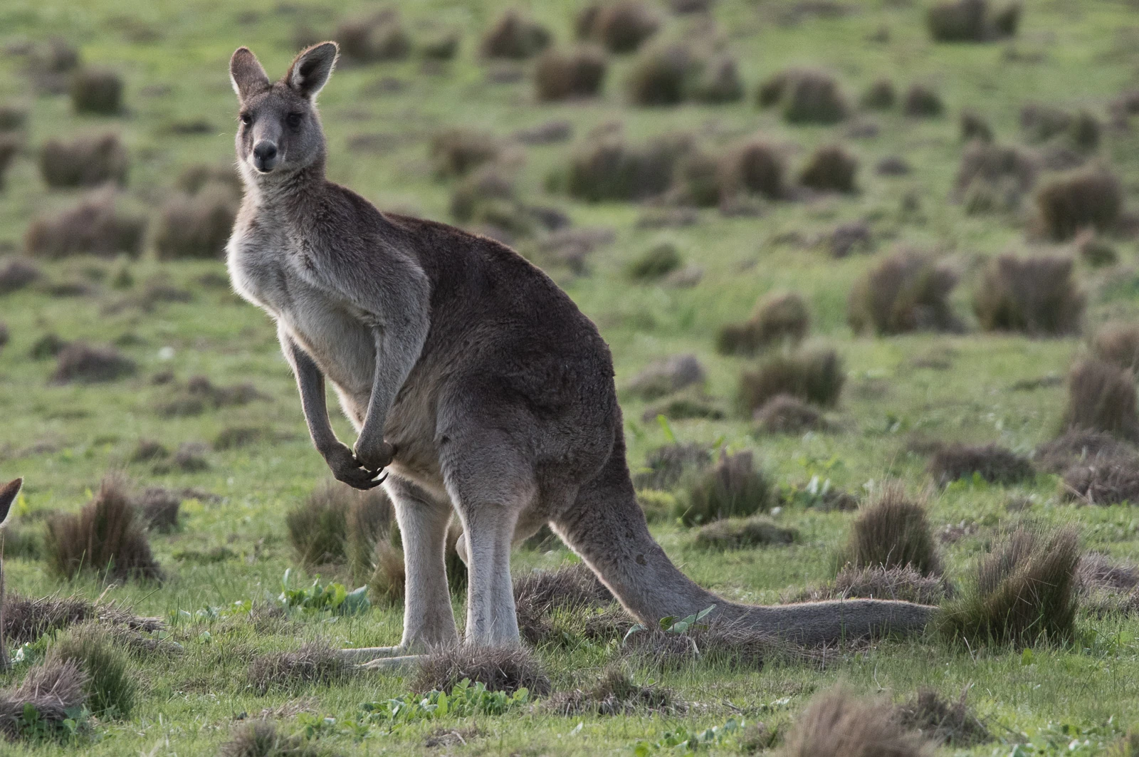 Eastern Grey Kangaroo | Cartoon Network Animals Wiki | Fandom