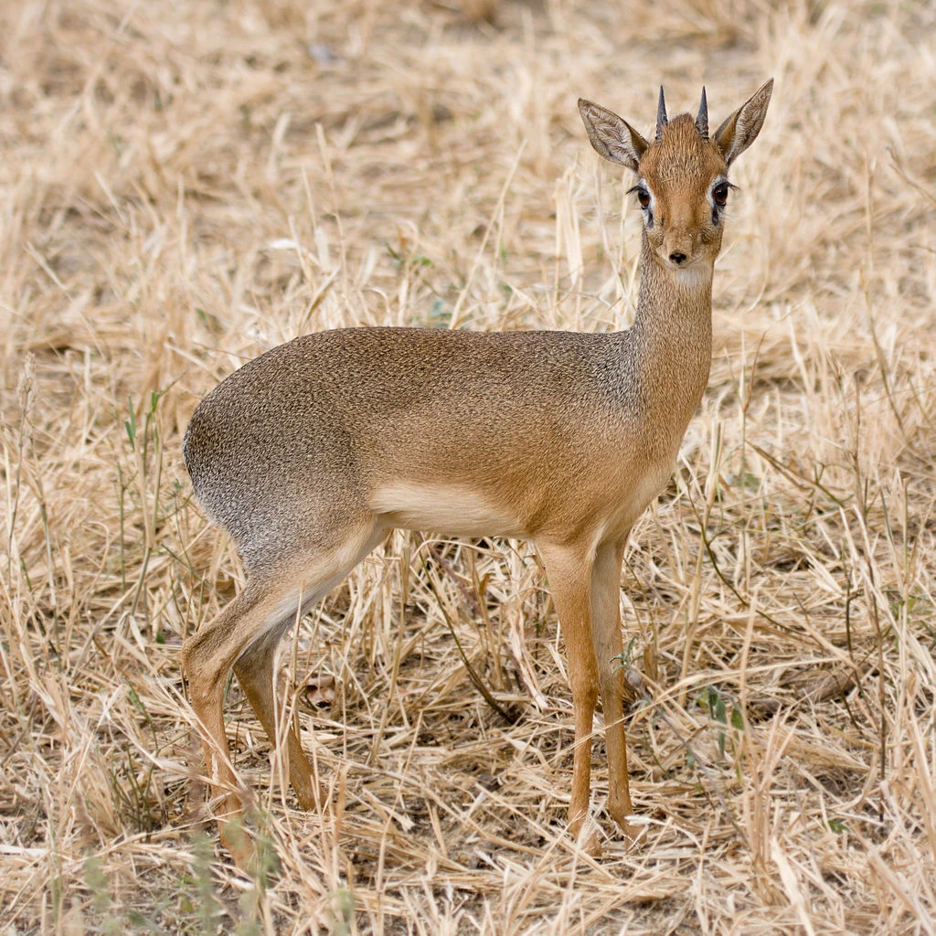Kirk's Dik-dik | Cartoon Network Animals Wiki | Fandom