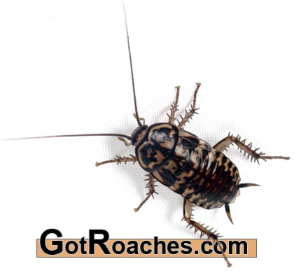 Harlequin cockroach | Cockroach Wiki | Fandom