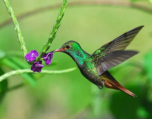 Amazilia de Cola Rufa | Wiki Colombia | Fandom