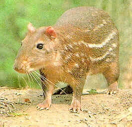 Paca común | Wiki Colombia | Fandom