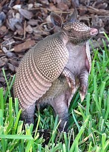 Armadillo de nueve bandas | Wiki Colombia | Fandom