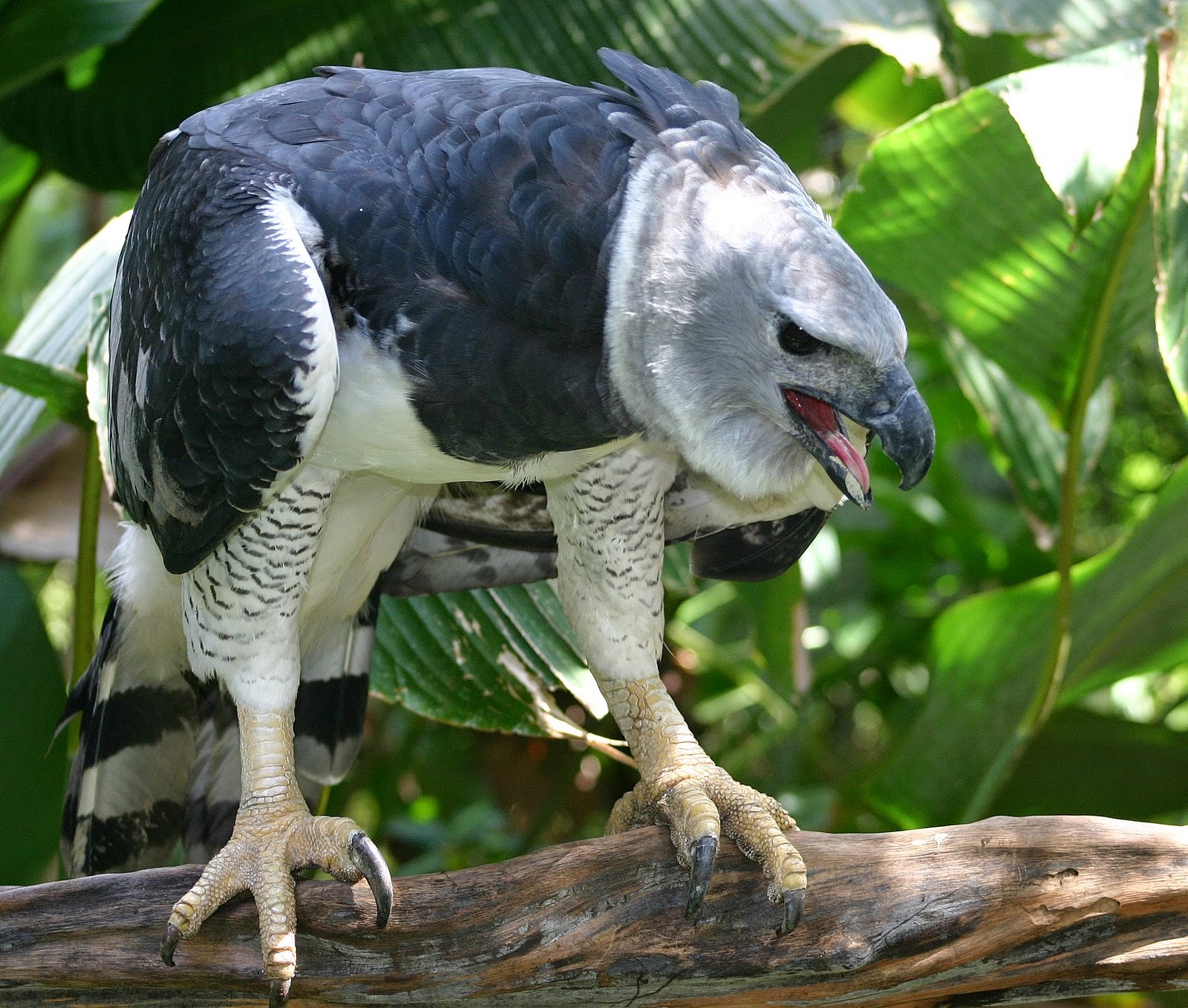 Imagen - Aguila harpia detectando su presa.jpg | Wiki Colombia | FANDOM ... Imagen - Aguila harpia detectando su presa.jpg | Wiki Colombia | FANDOM ...
